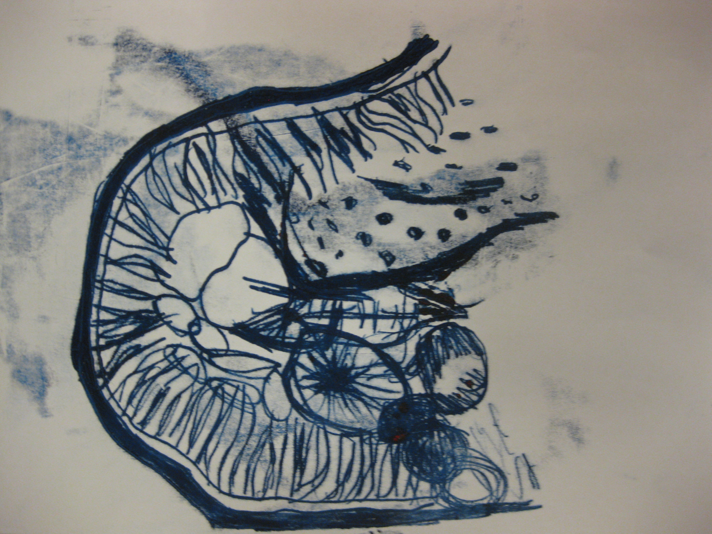 Making Micrographia | History of Science Museum