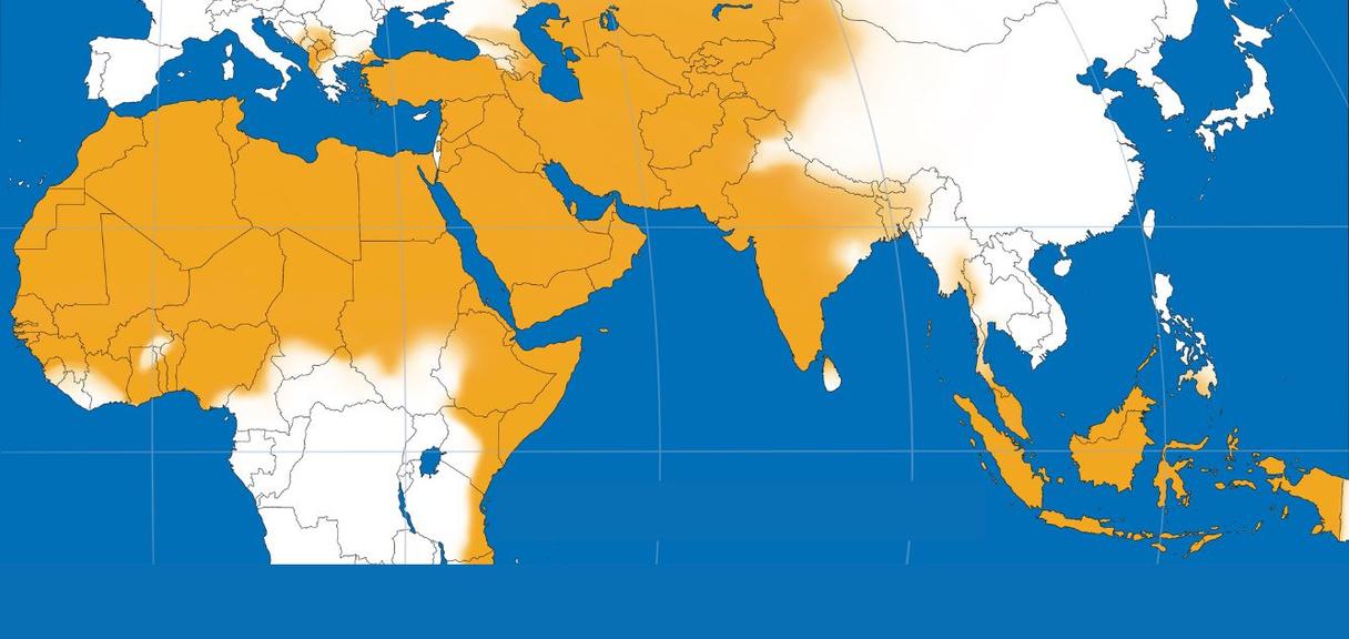 Science in the Islamic World | History of Science Museum