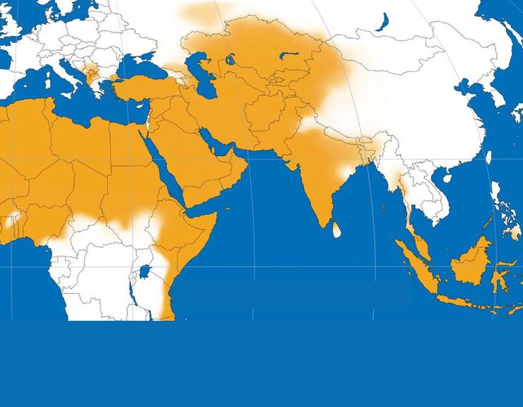 Science in the Islamic World | History of Science Museum